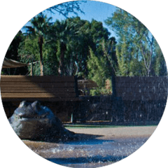 Daily Activities - Phoenix Zoo