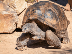 Interpretive Guide Course - Phoenix Zoo
