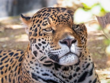 Wild Big Cats of Arizona Exhibits | Phoenix Zoo