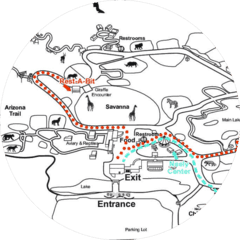 Wild Birthdays - Phoenix Zoo