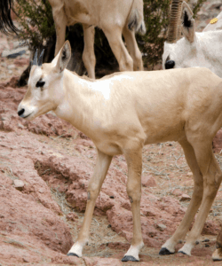 Saving Species: Arabian Oryx - Phoenix Zoo