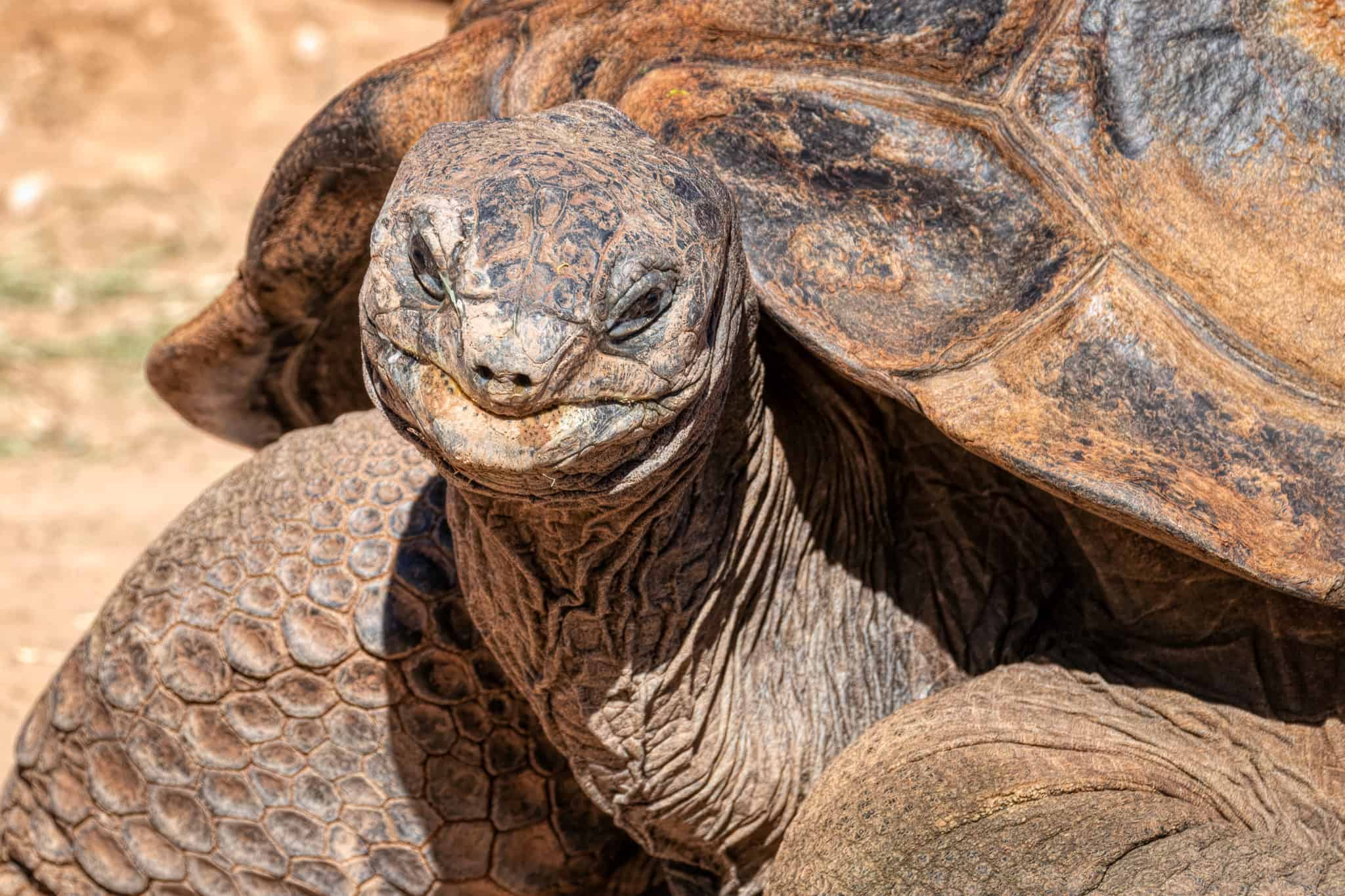 Zoom Animals: Virtual Events | Phoenix Zoo