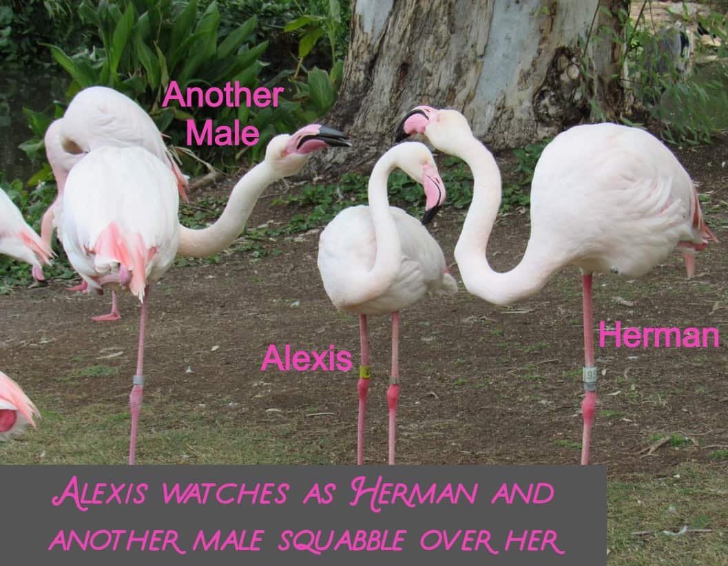 Hot Pink: A Flamingo Soap Opera | Phoenix Zoo