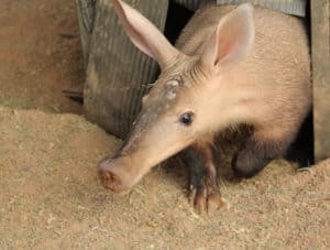Zoom Animals! | Phoenix Zoo