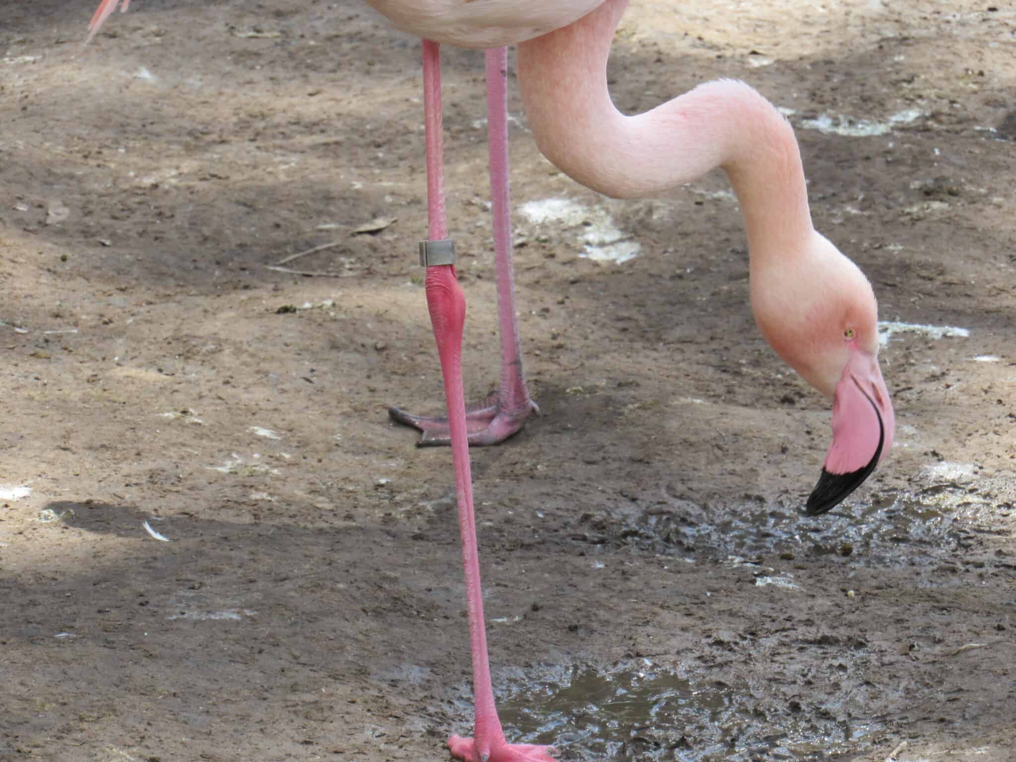 Hot Pink: A Flamingo Soap Opera | Phoenix Zoo