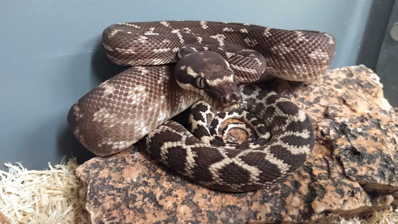 World Snake Day - Phoenix Zoo