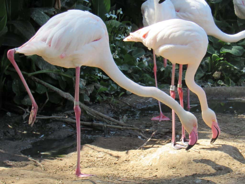 Hot Pink: A Flamingo Soap Opera | Phoenix Zoo