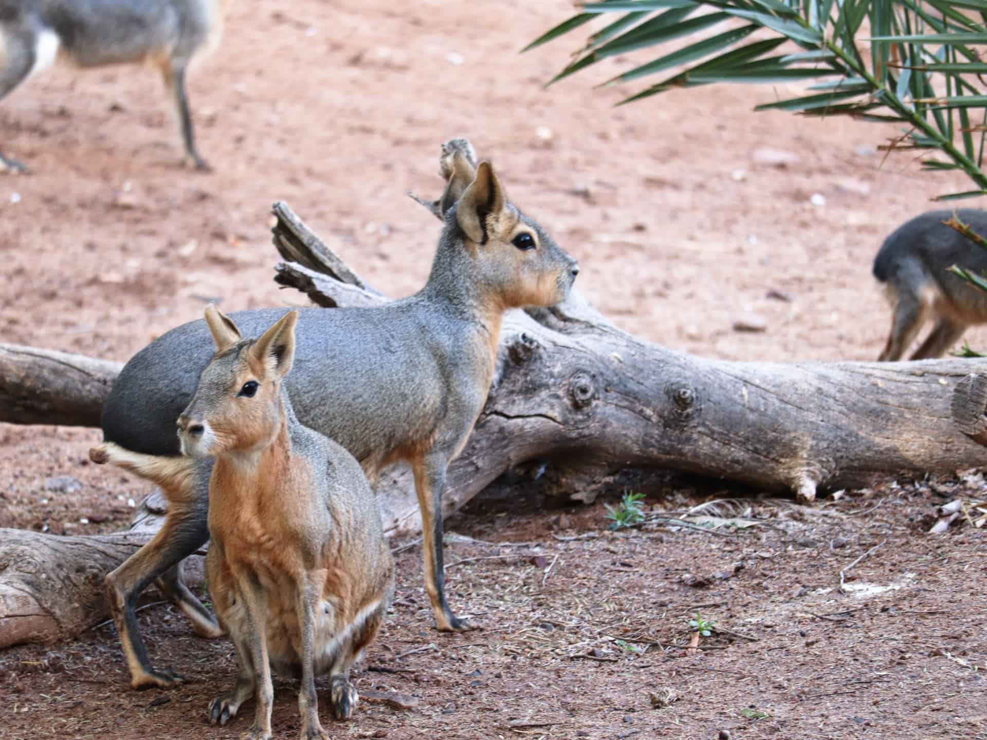 The "Cavy" Bunch! - Phoenix Zoo