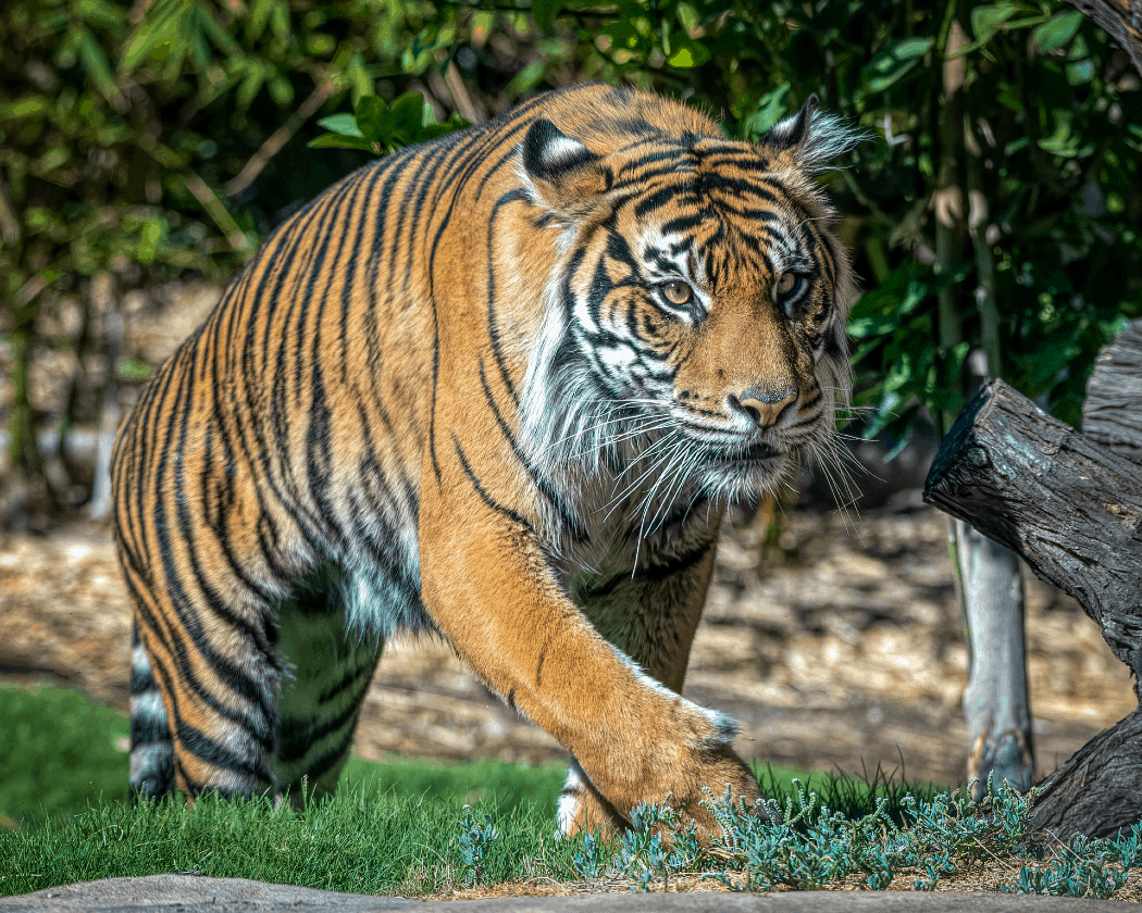 Survival: Genetics and Inherited Traits - Phoenix Zoo
