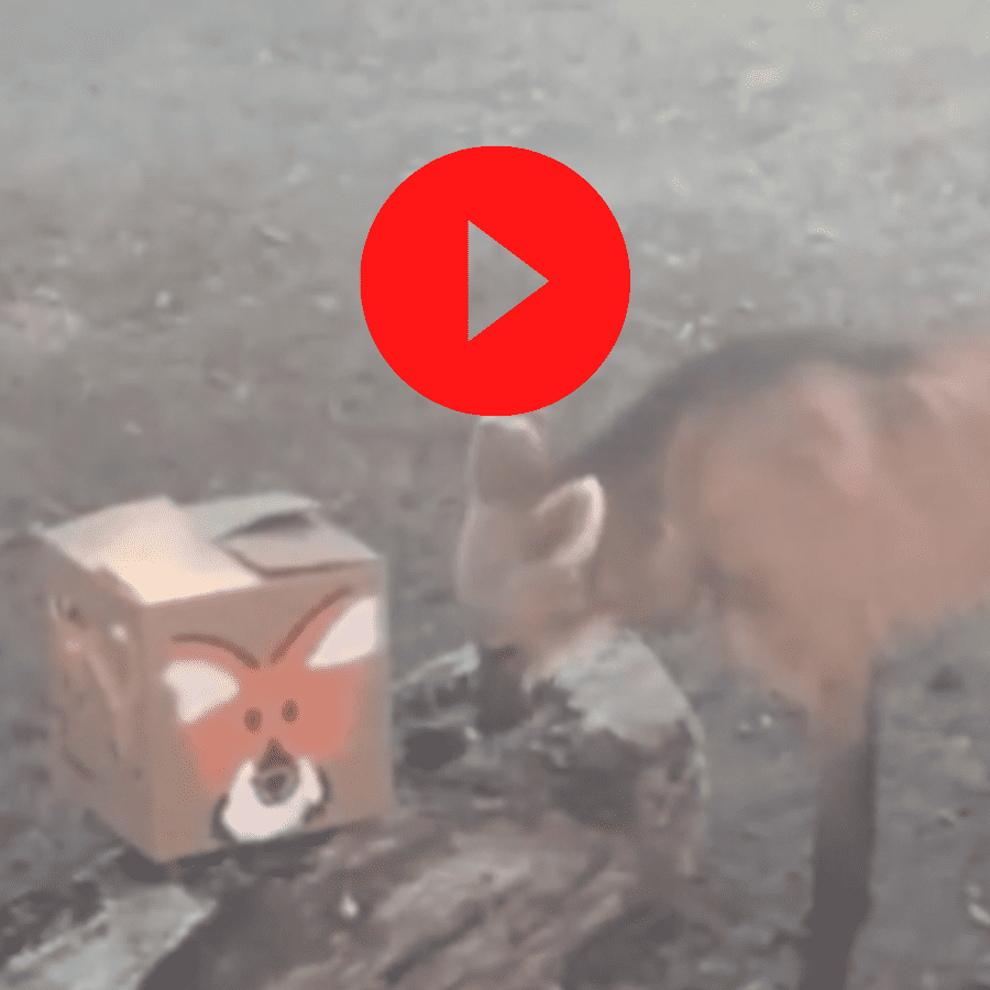 Social Media Recap - Phoenix Zoo Social Media Recap - Phoenix Zoo