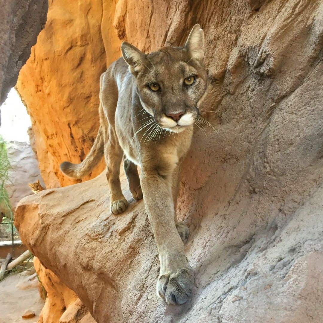 Mountain Lion Sisters - Phoenix Zoo