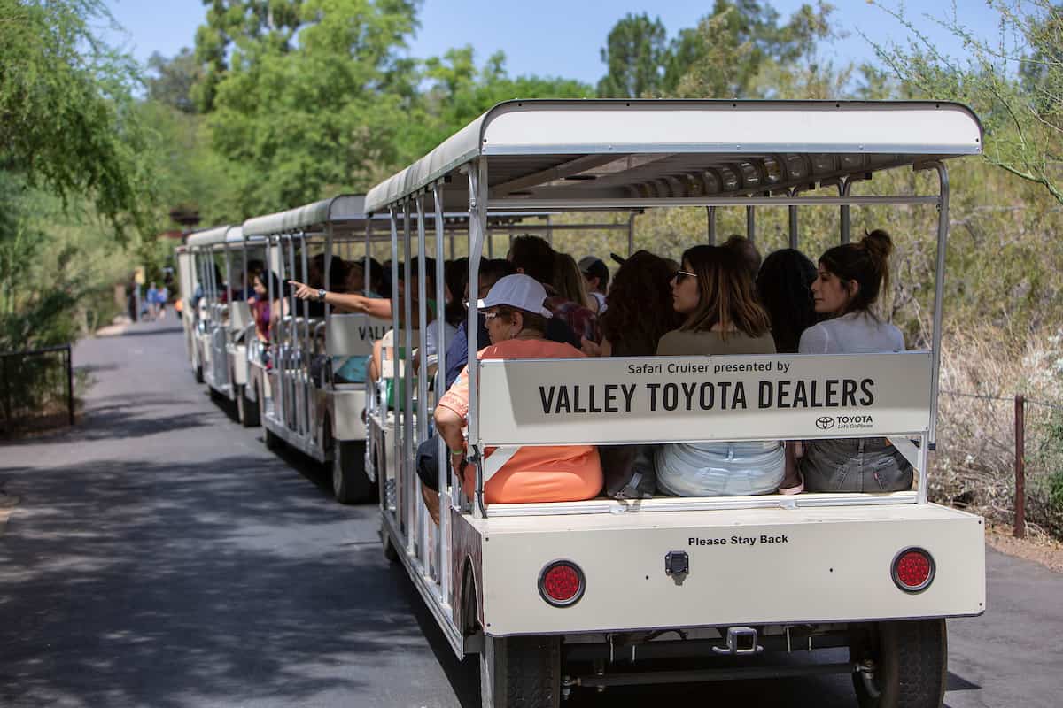Safari Cruiser Ride & Tour | Phoenix Zoo