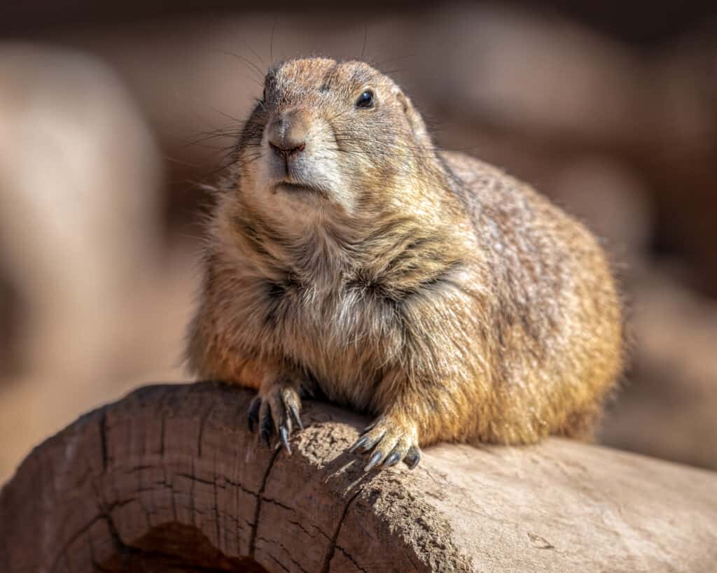 Black-tailed Prairie Dogs - Phoenix Zoo