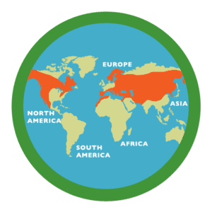 Golden Eagle - Phoenix Zoo