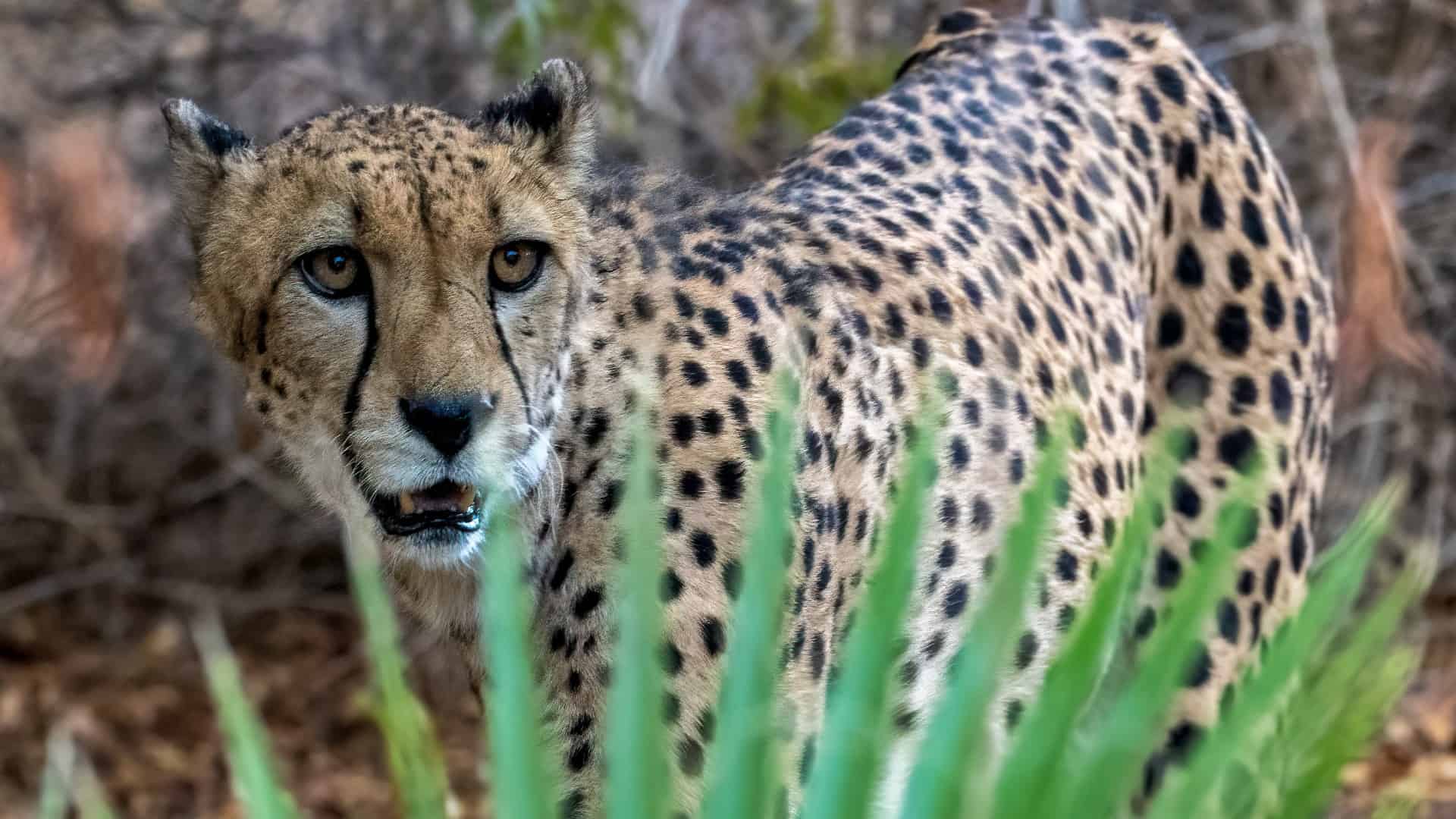 Cheetah - Phoenix Zoo