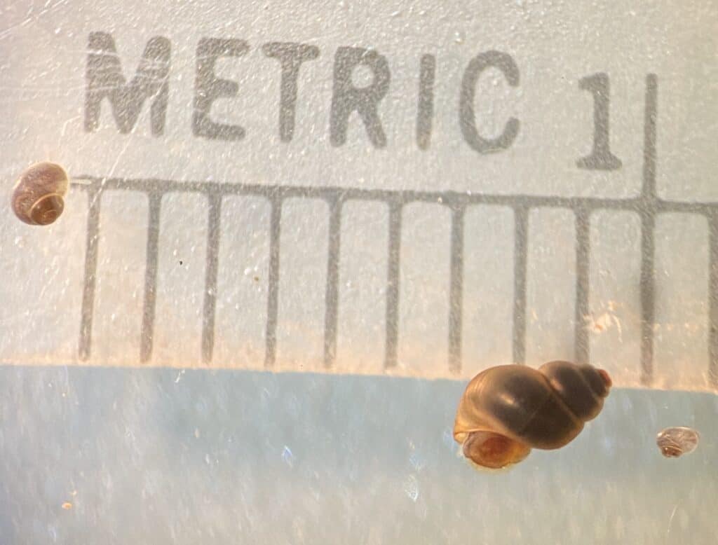 Springsnail Conservation | Phoenix Zoo