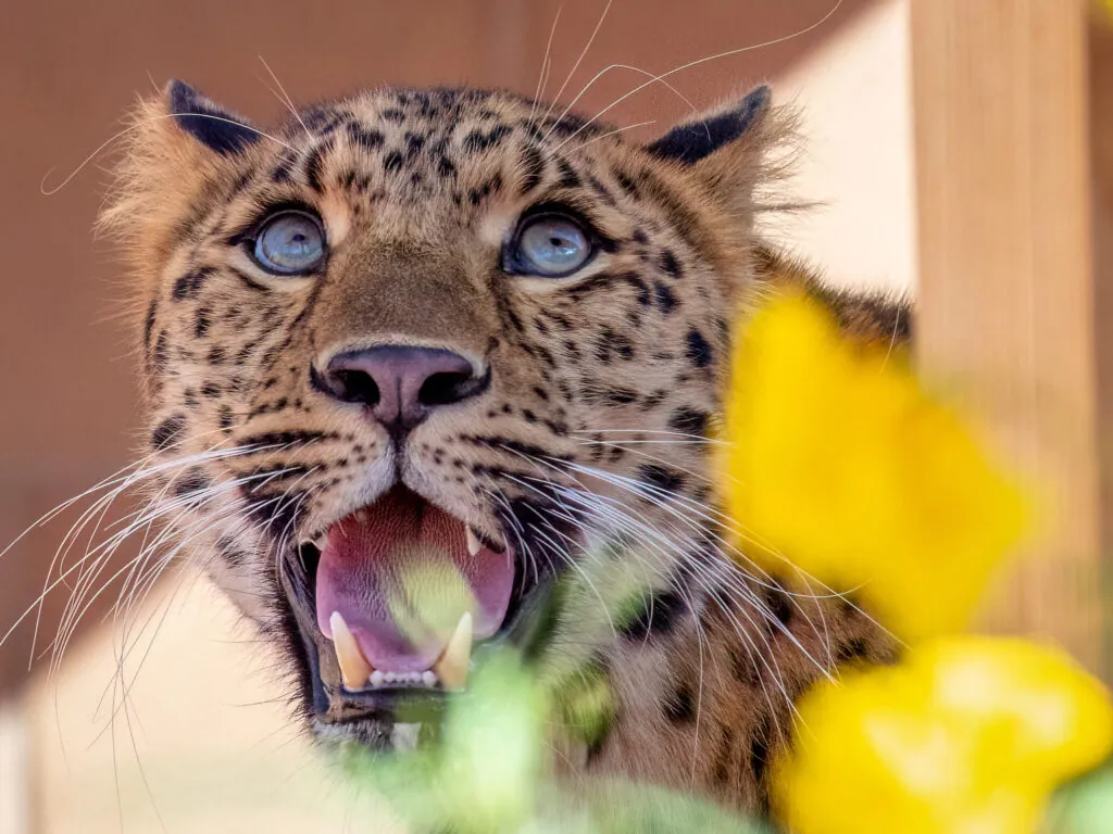 African Predator Passage | Phoenix Zoo