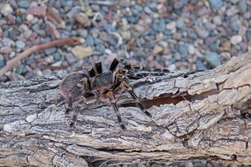 Tarantulas - Phoenix Zoo