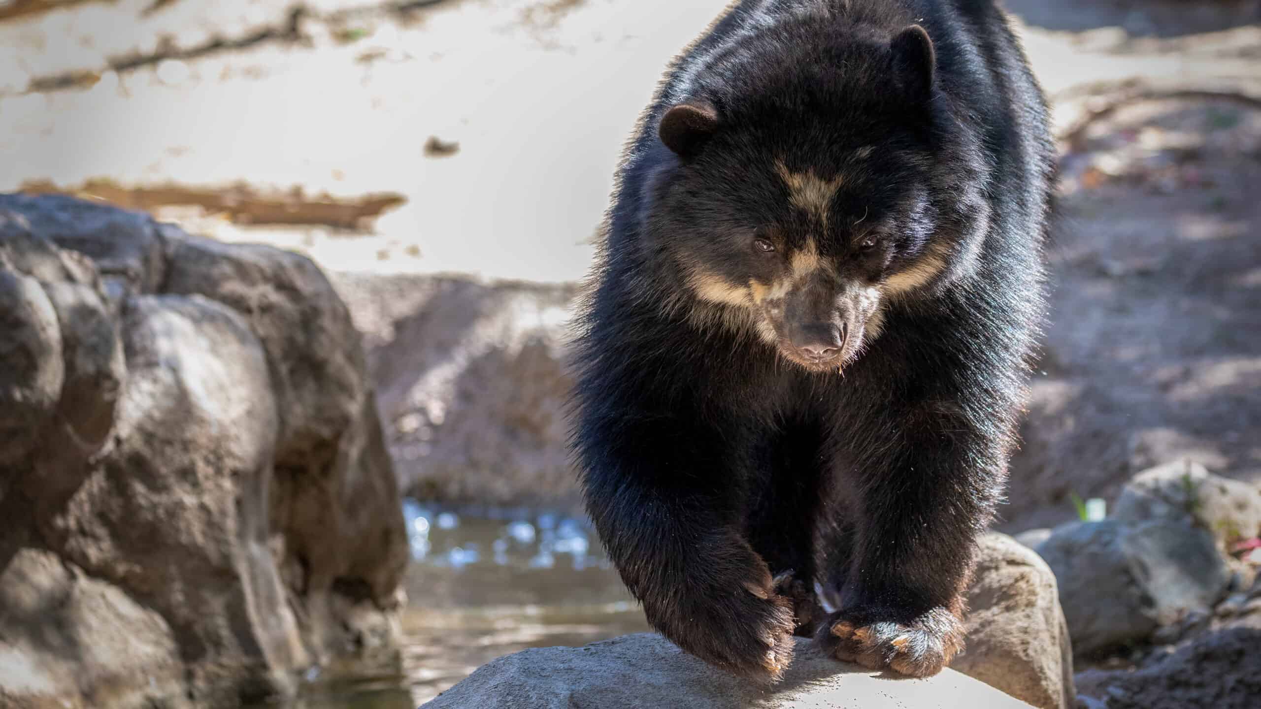 Learn About Andean Sun Bears | Phoenix Zoo