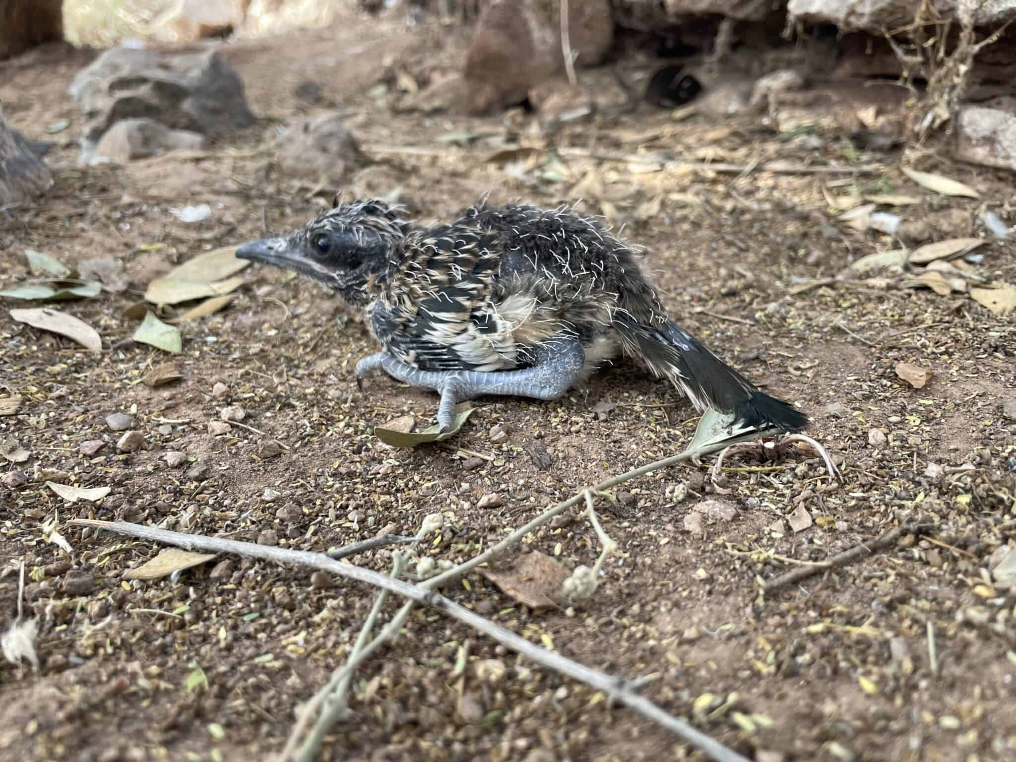 Announcing Three Roadrunner Chicks! - Phoenix Zoo