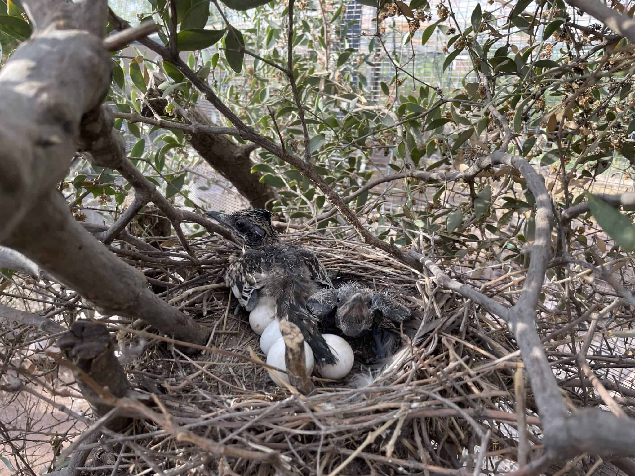 Announcing Three Roadrunner Chicks! - Phoenix Zoo