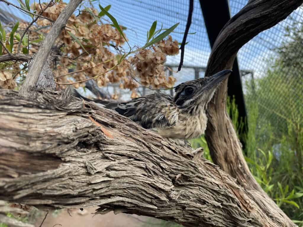 Announcing Three Roadrunner Chicks! - Phoenix Zoo