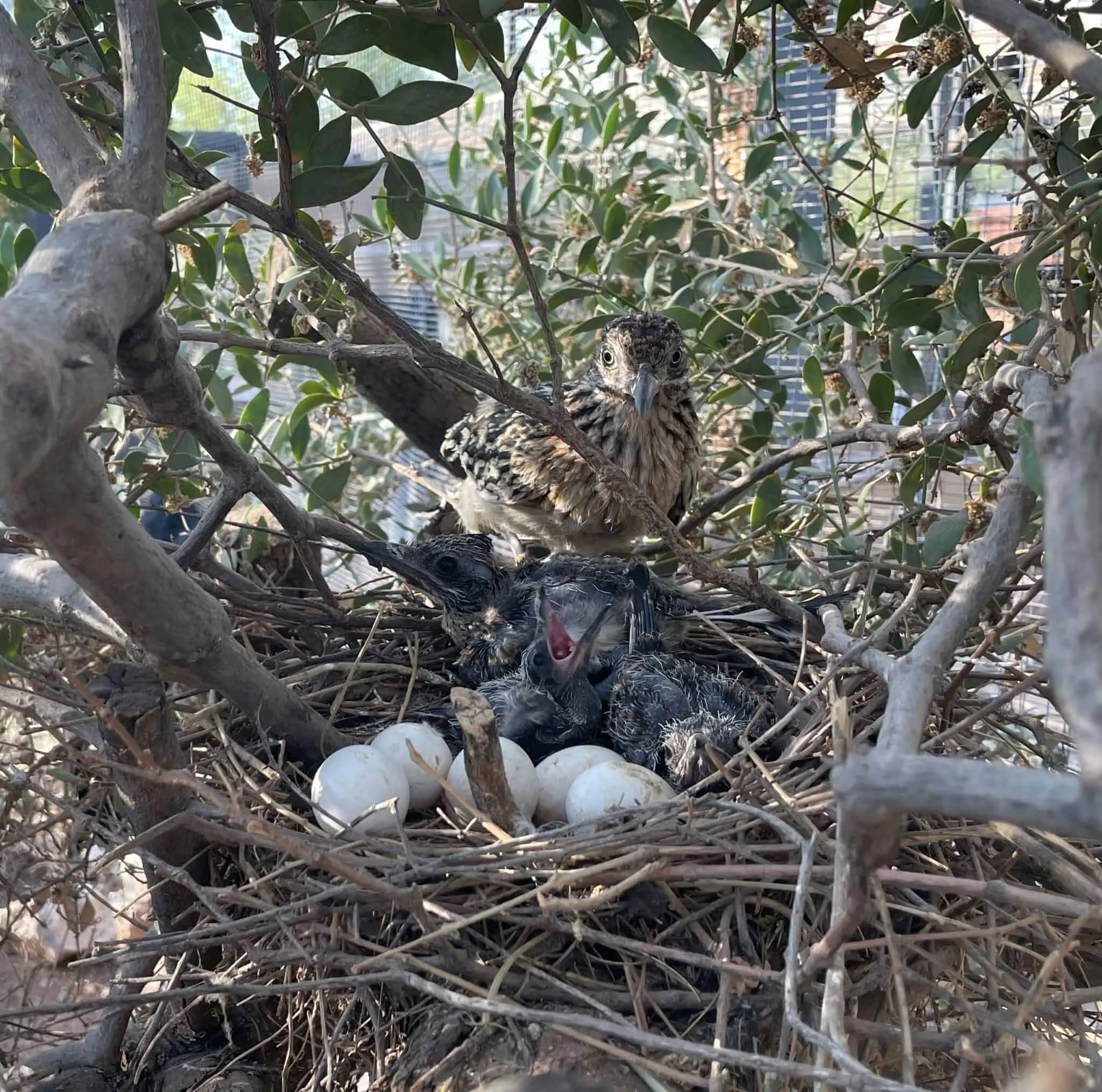 Announcing Three Roadrunner Chicks! - Phoenix Zoo