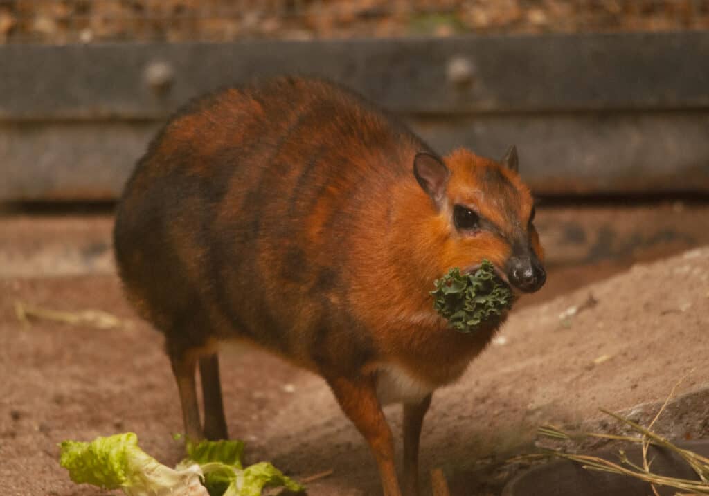Chevrotain - Phoenix Zoo