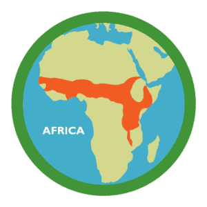 Four-toed Hedgehog - Phoenix Zoo