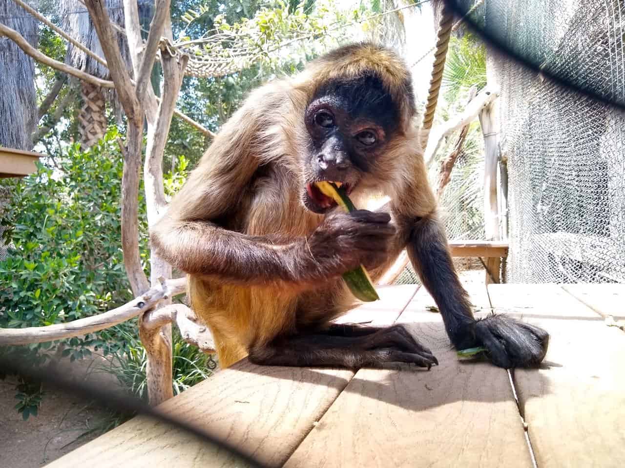 Kelly's "Wise Blue Eyes" - Phoenix Zoo