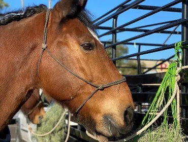 Remembering "A Gentle Giant" - Phoenix Zoo