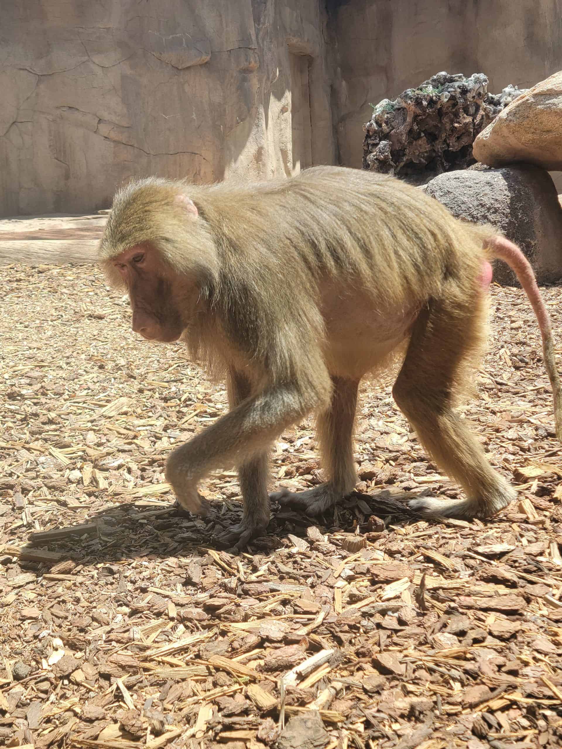 Saying Goodbye to Clarabelle, Oldest Baboon in AZA Population - Phoenix Zoo