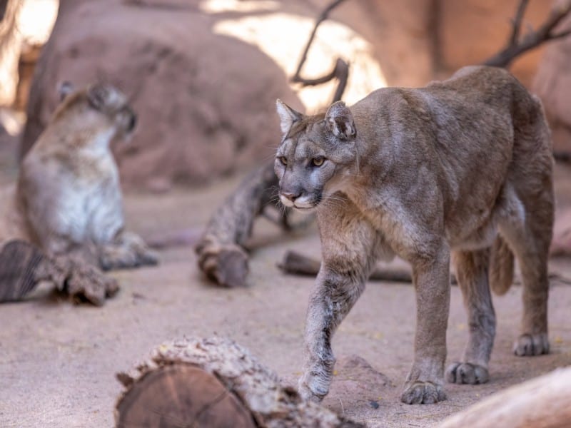 Home - Phoenix Zoo