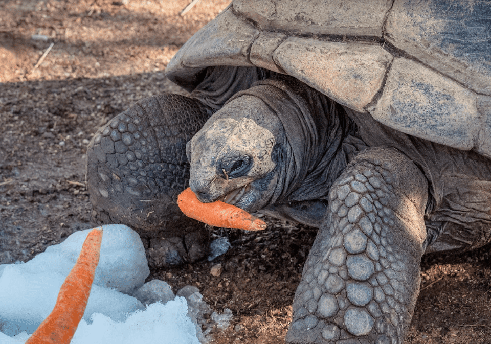 (VIDEO) Snow Day! - Phoenix Zoo