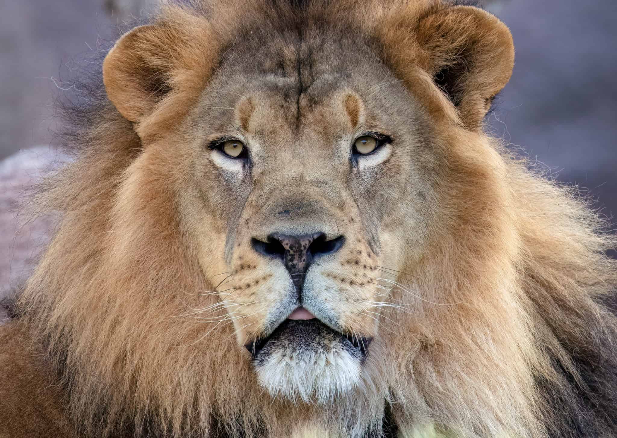 African Lion Exhibit | Phoenix Zoo