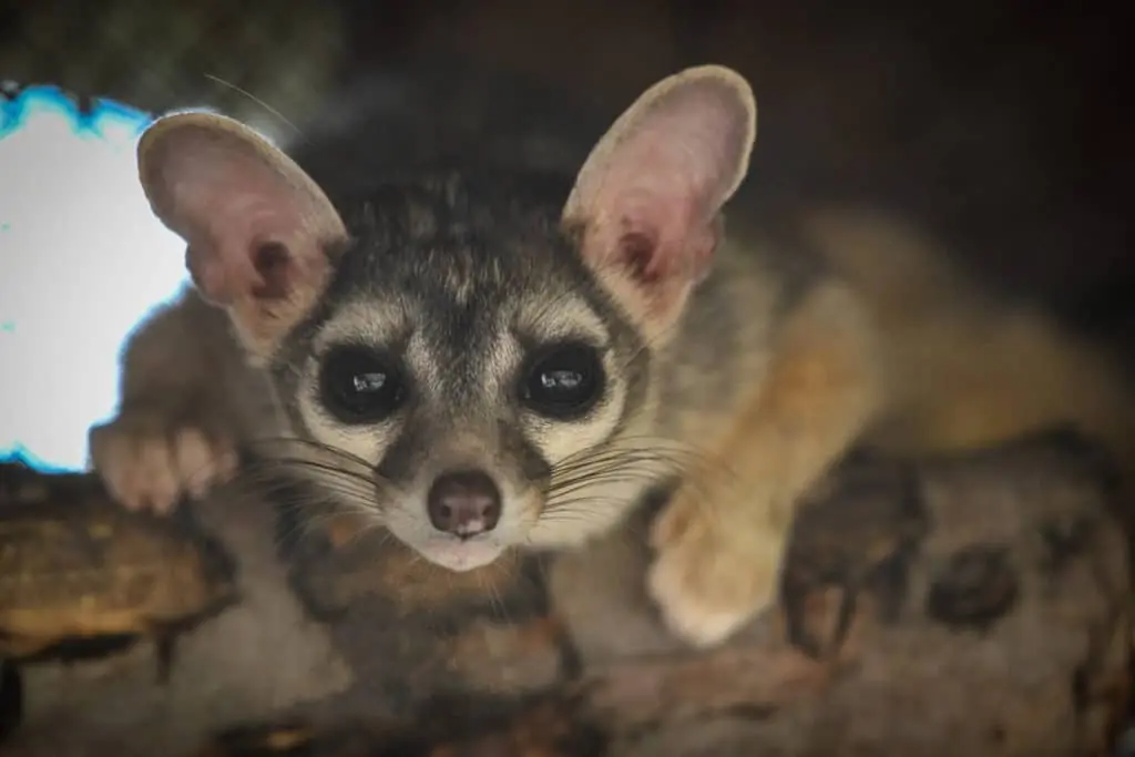 North America’s Cutest Mammal That You Rarely Get to See - Phoenix Zoo