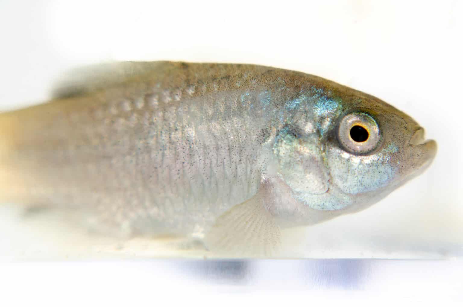 Desert Pupfish - Phoenix Zoo