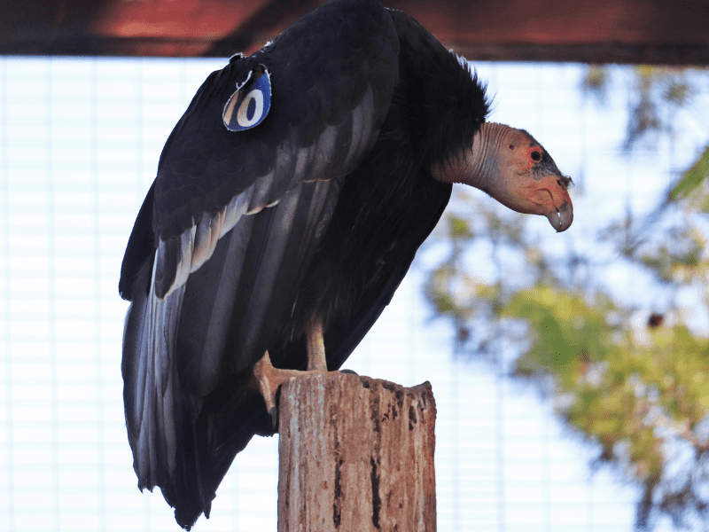 California Condor - Phoenix Zoo