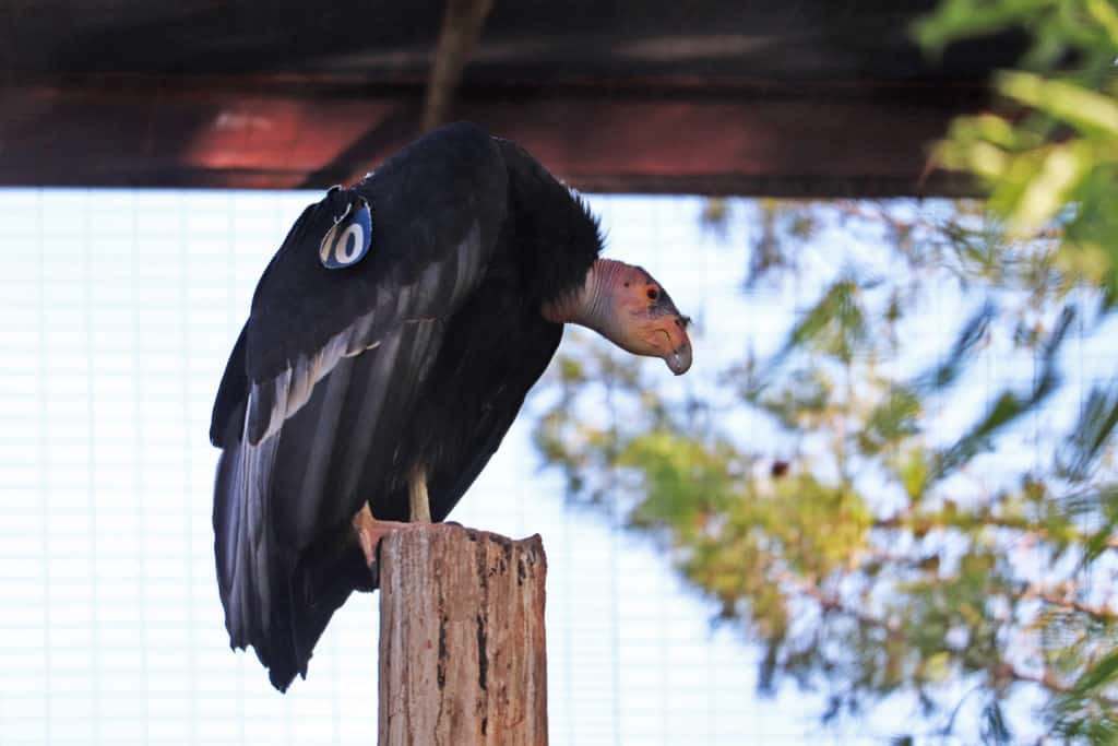California Condor - Phoenix Zoo