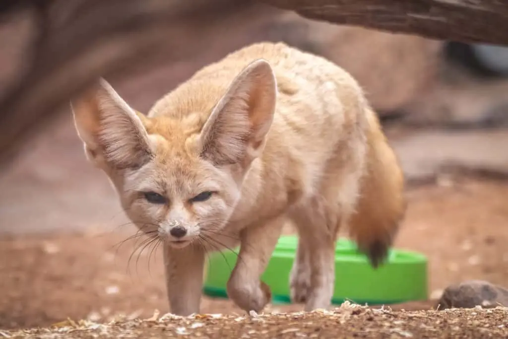 Learn About Fennec Foxes | Phoenix Zoo