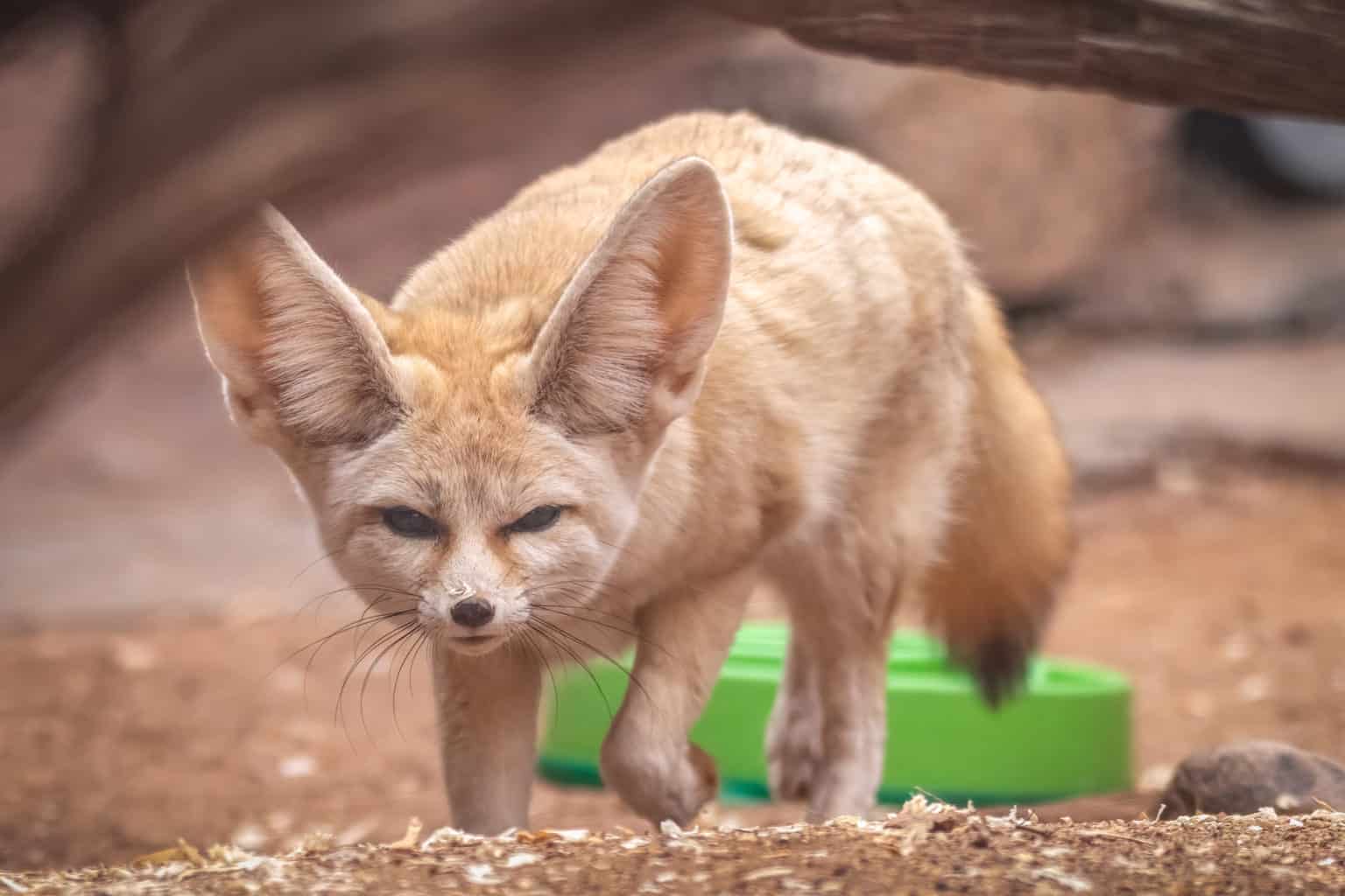 Learn About Fennec Foxes | Phoenix Zoo