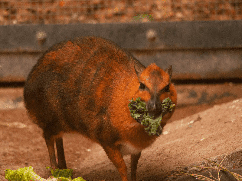 Greater Malayan Chevrotain - Phoenix Zoo