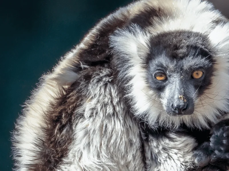 Ruffed Lemurs - Phoenix Zoo