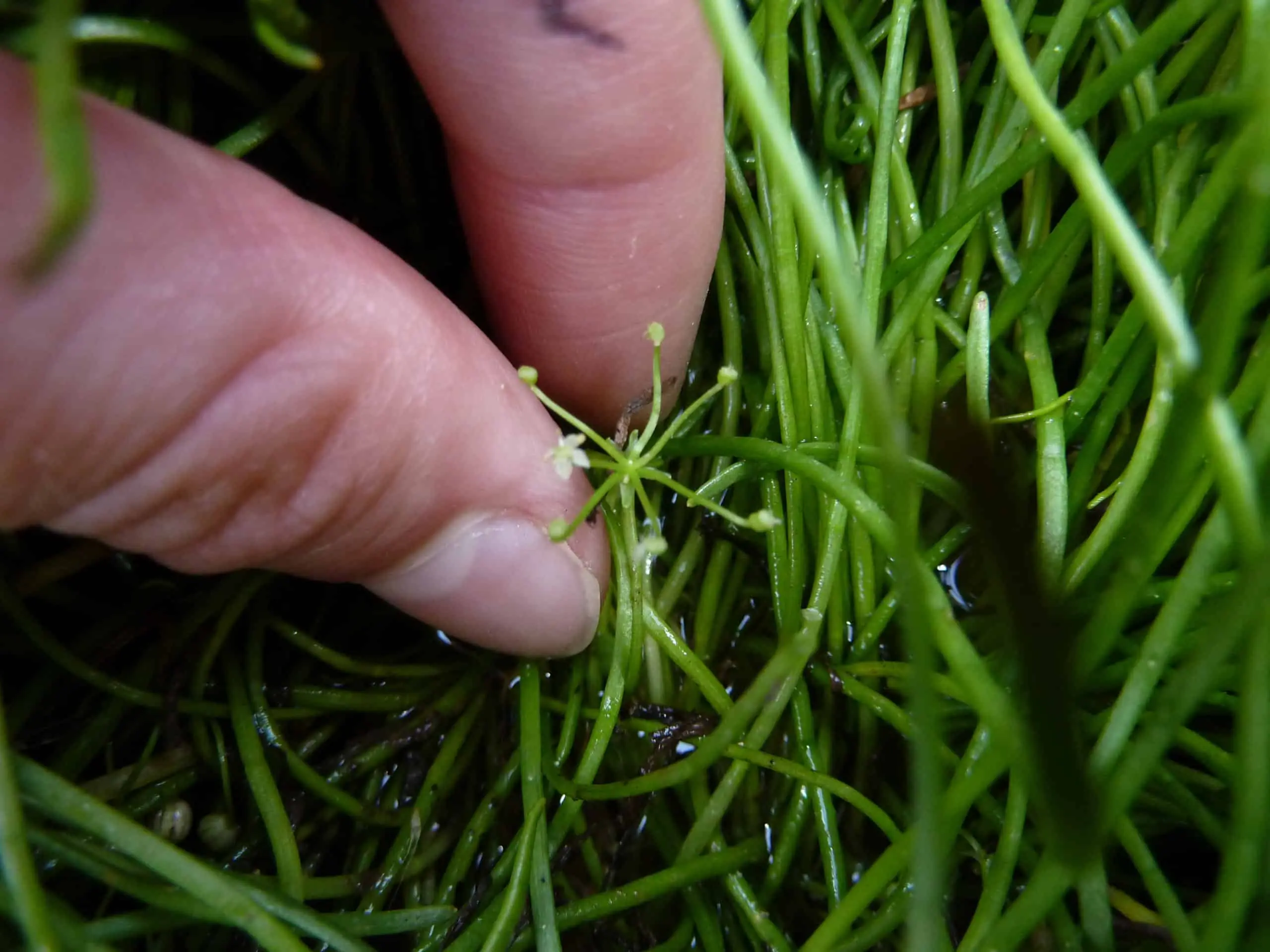 Huachuca Water Umbel - Phoenix Zoo