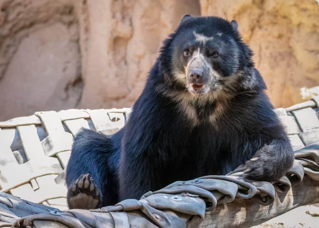 Learn About Andean Sun Bears | Phoenix Zoo