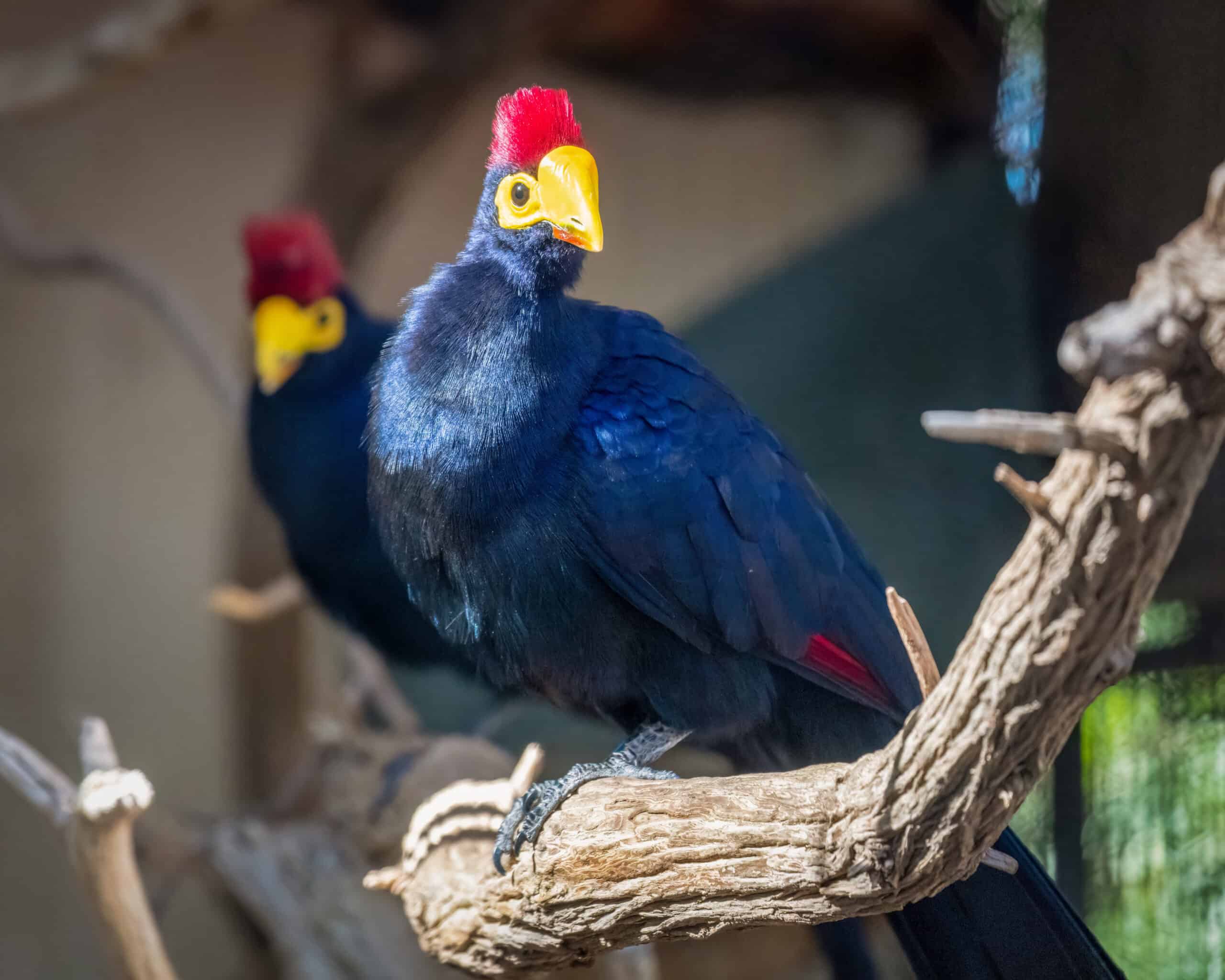 Meet Otto the Lady Ross's Turaco - Phoenix Zoo