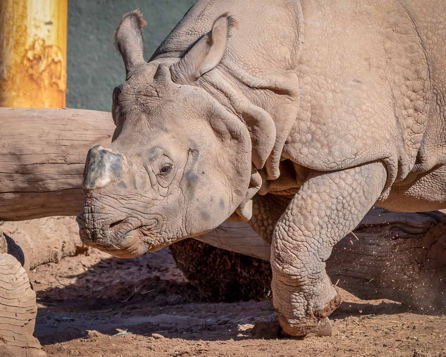 Greater One-horned Rhino - Phoenix Zoo