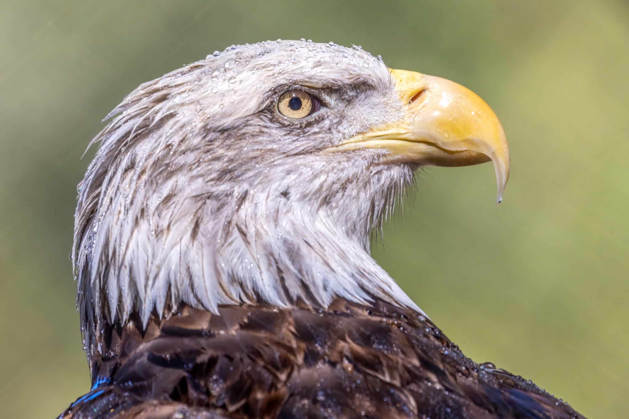Bald Eagle - Phoenix Zoo