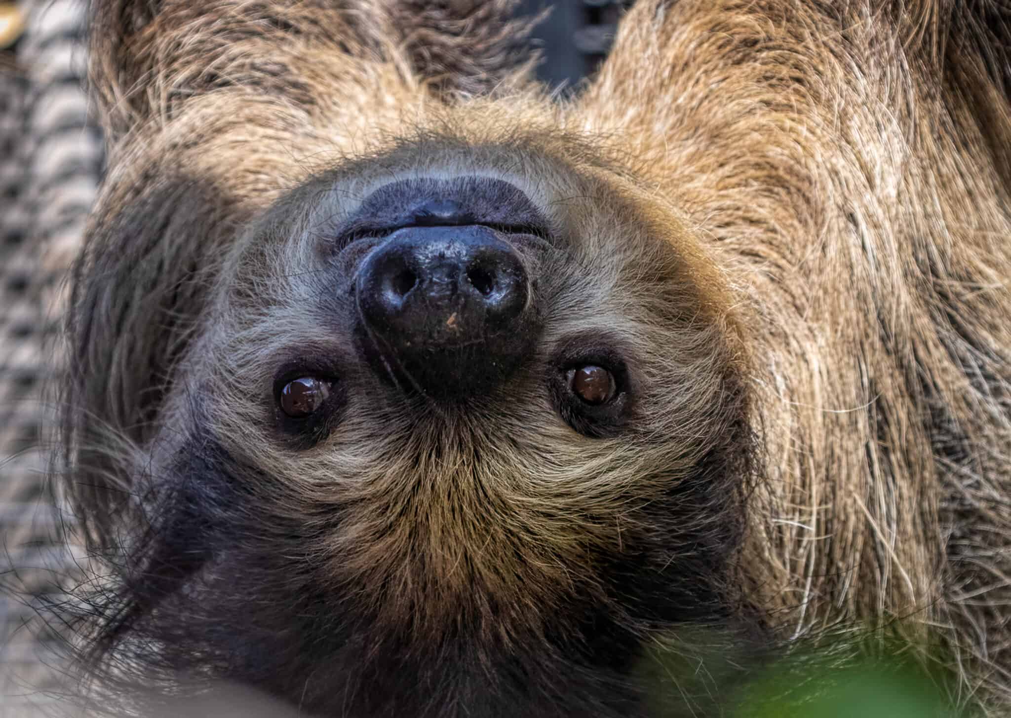 Linne's Two-toed Sloth - Phoenix Zoo