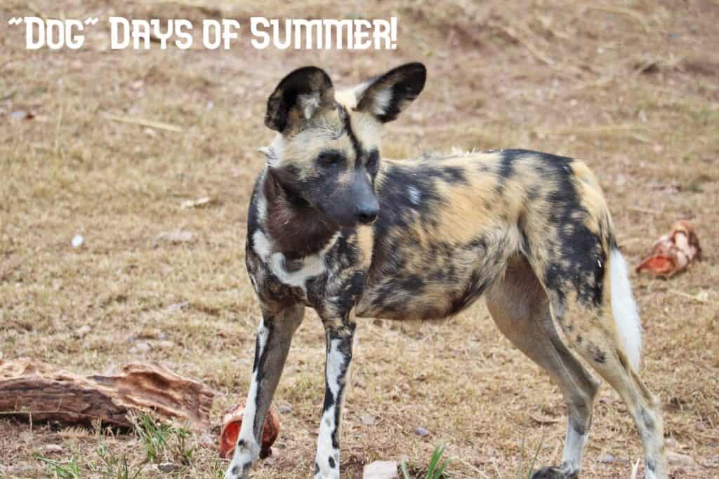 Adopt an Animal - Phoenix Zoo